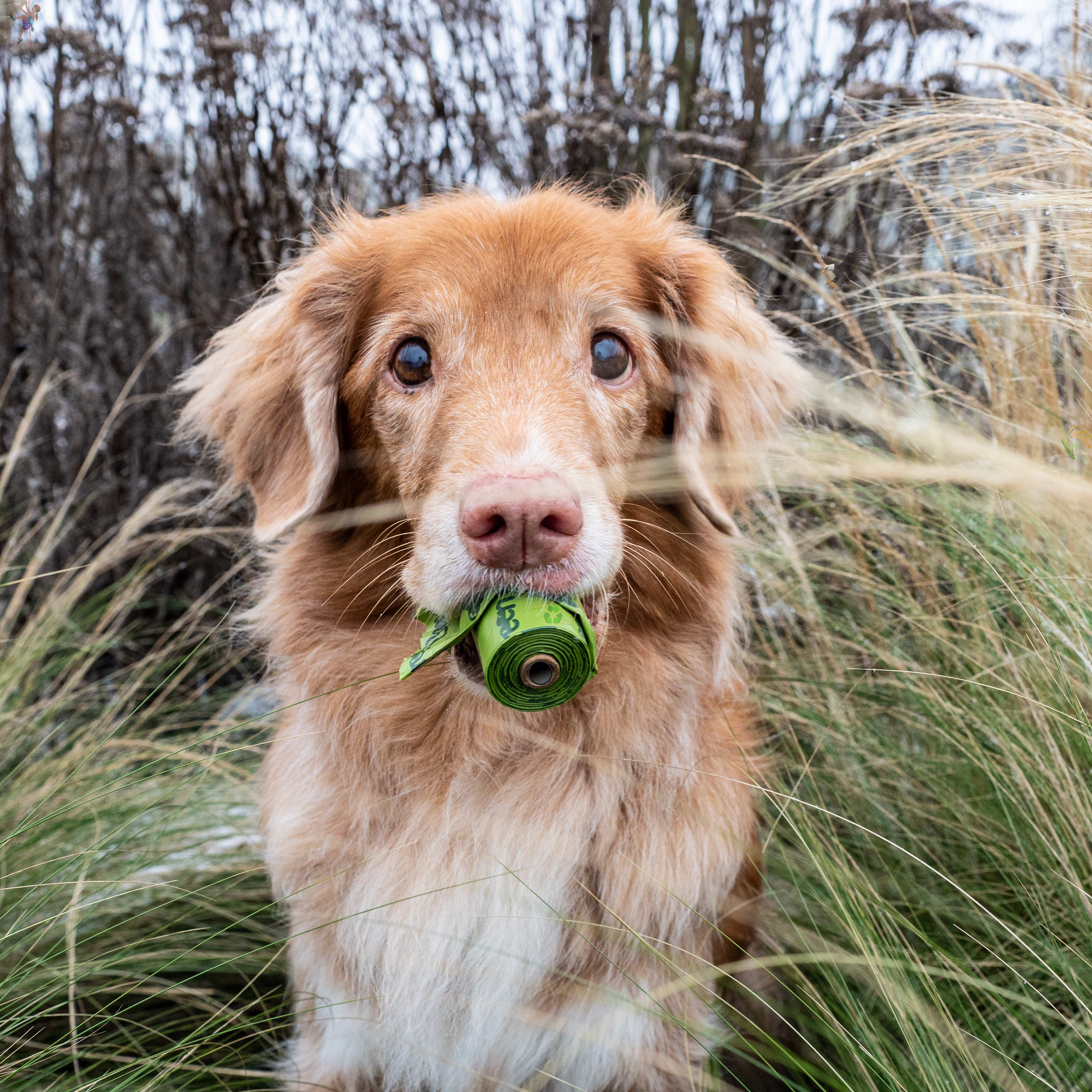Green Bone – Pethavn